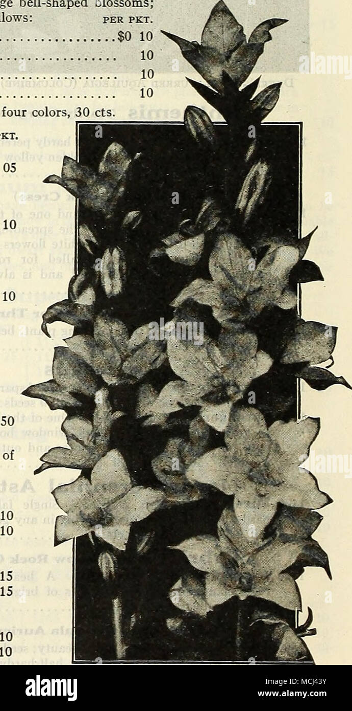. Campanula Pyramtoalis (Chimney Bellflower) For Complete List and ...