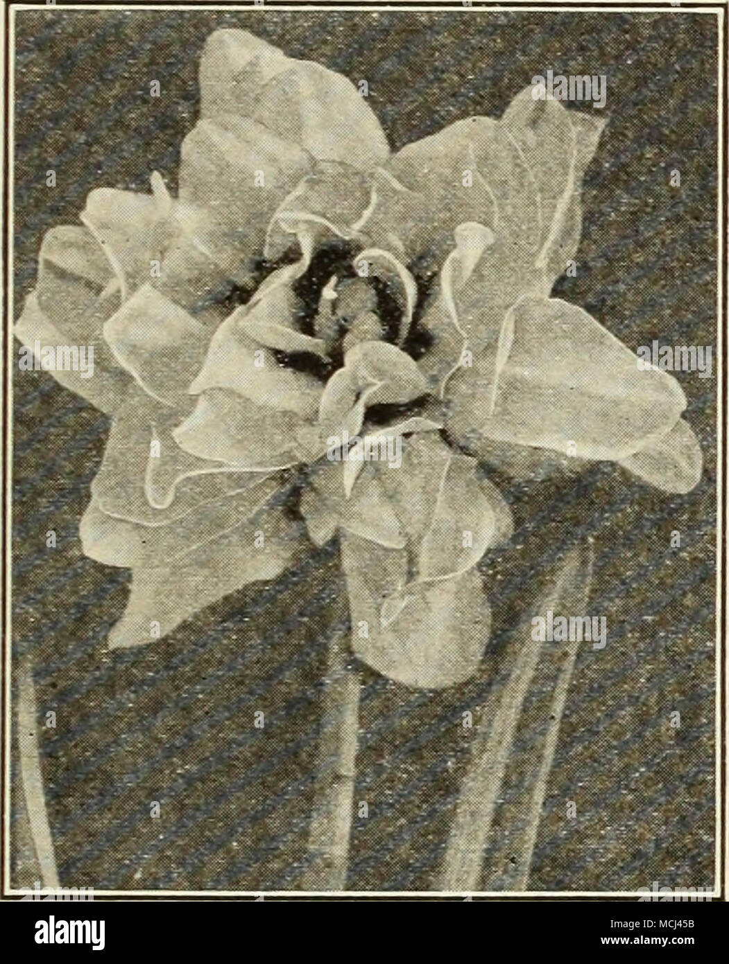 Pale lemon rose petals hi-res stock photography and images - Alamy