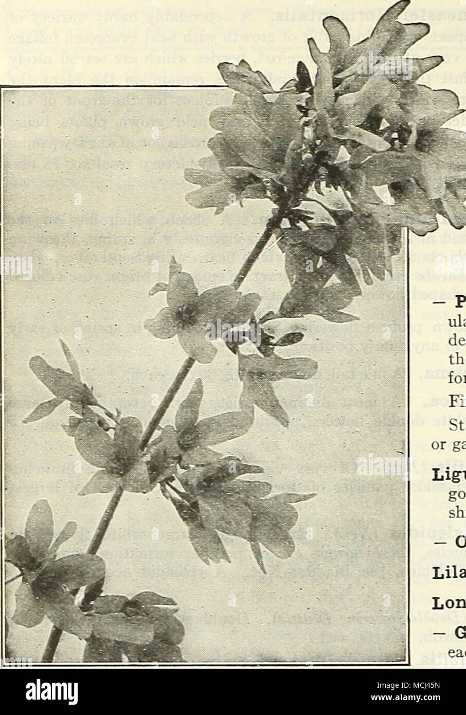 . FORSYTHIA Hypericum Patulum Henryi. A comparatively new hardy St ...