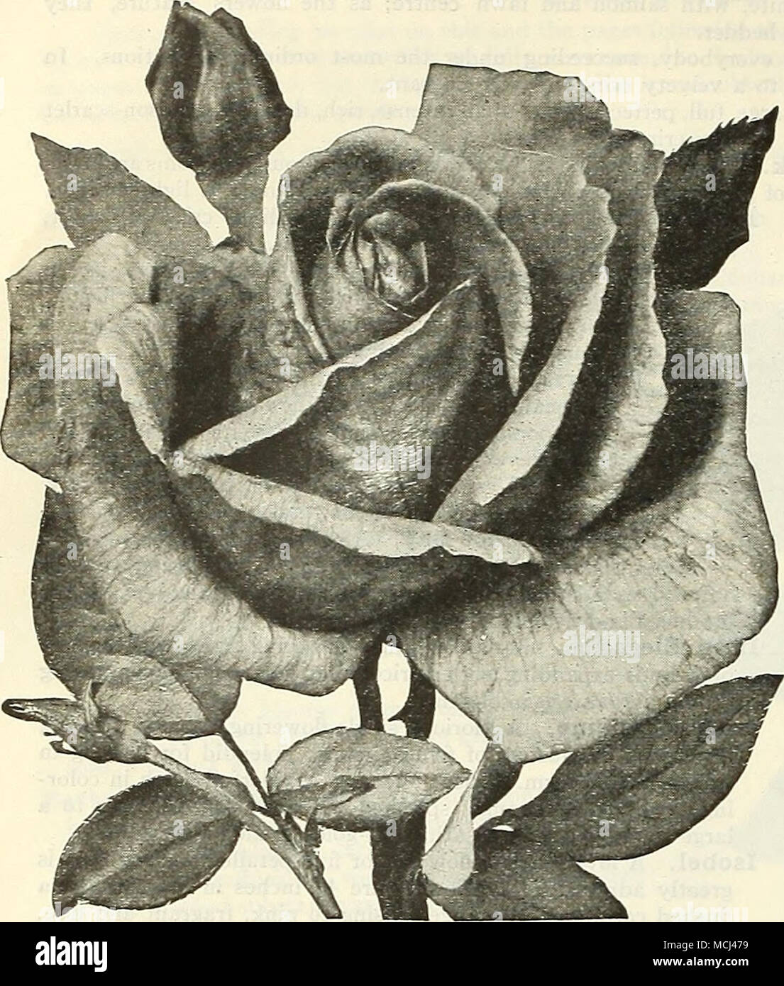 . Mme. Edouard Herriot or Daily Mail Rose Lady Ursula. A magnificent ...