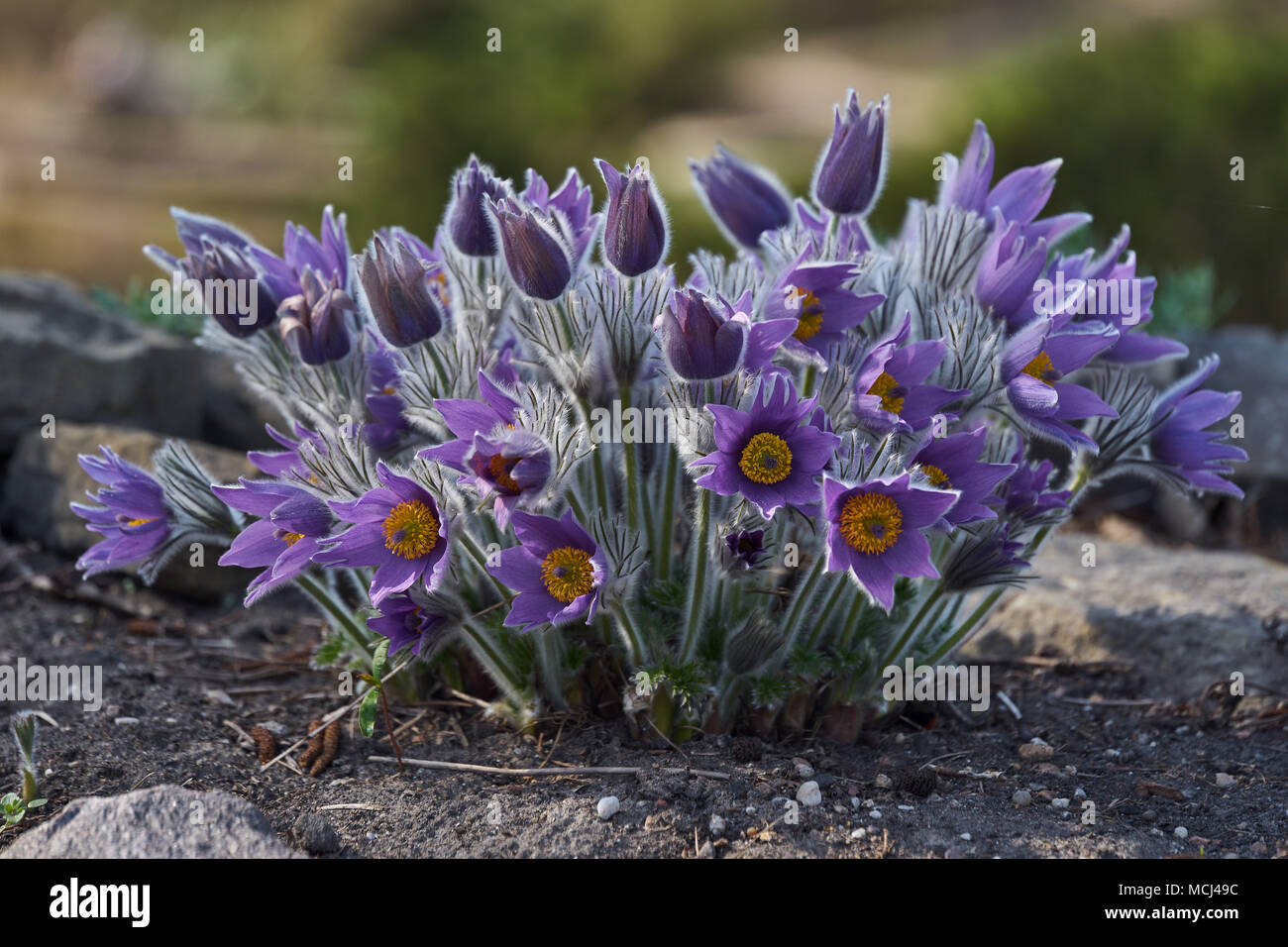 Pasque flowers in full bloom Pulsatilla Stock Photo - Alamy