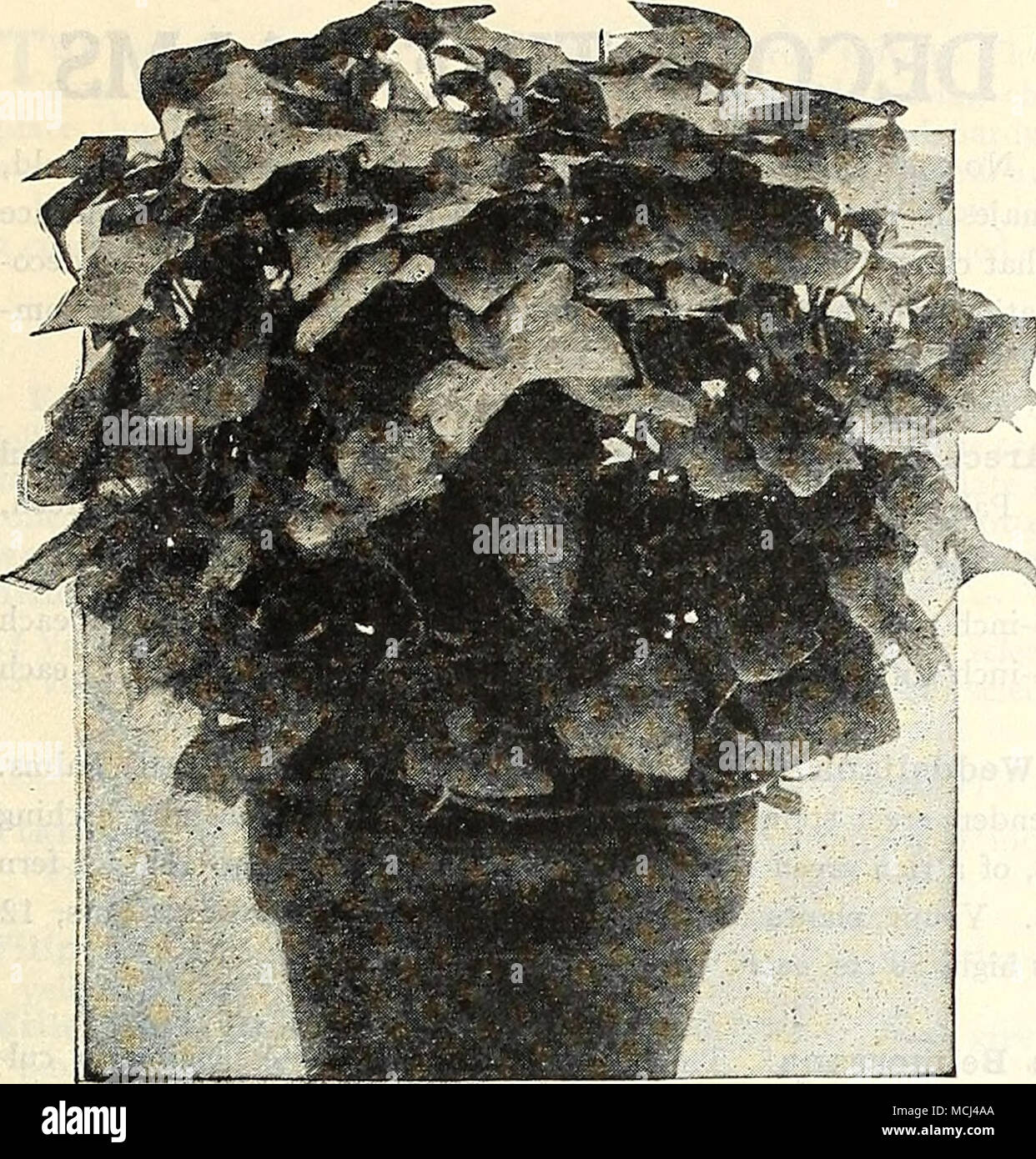 Sajm hi-res stock photography and images - Alamy