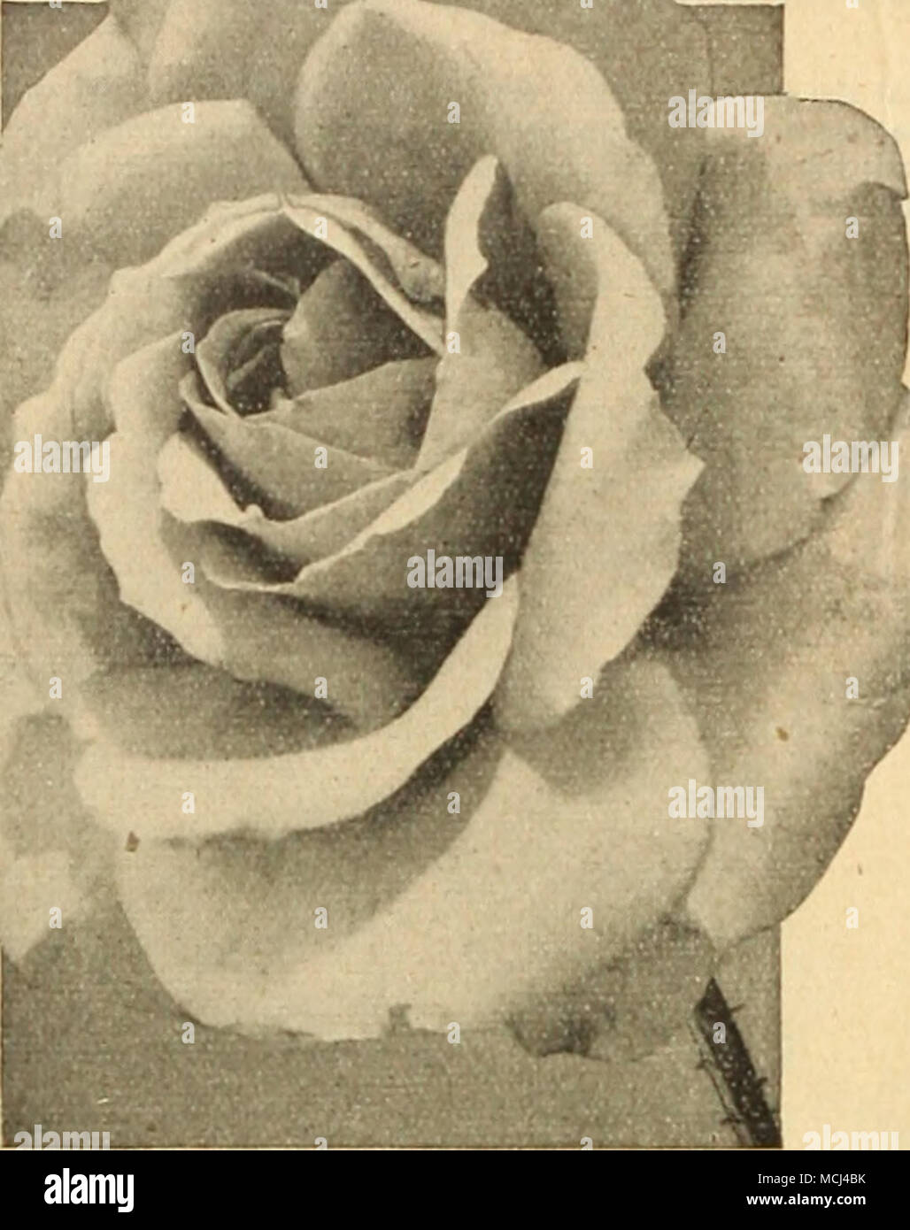 Well formed hybrid tea flowers hi-res stock photography and images - Alamy