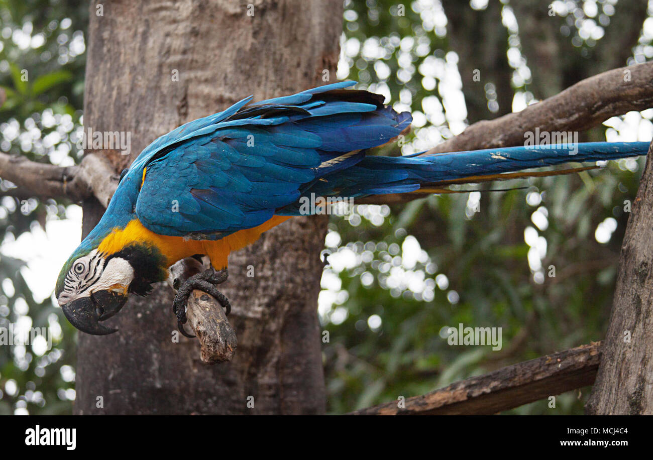 The blue-and-yellow macaw (Ara ararauna) also known as the blue-and ...