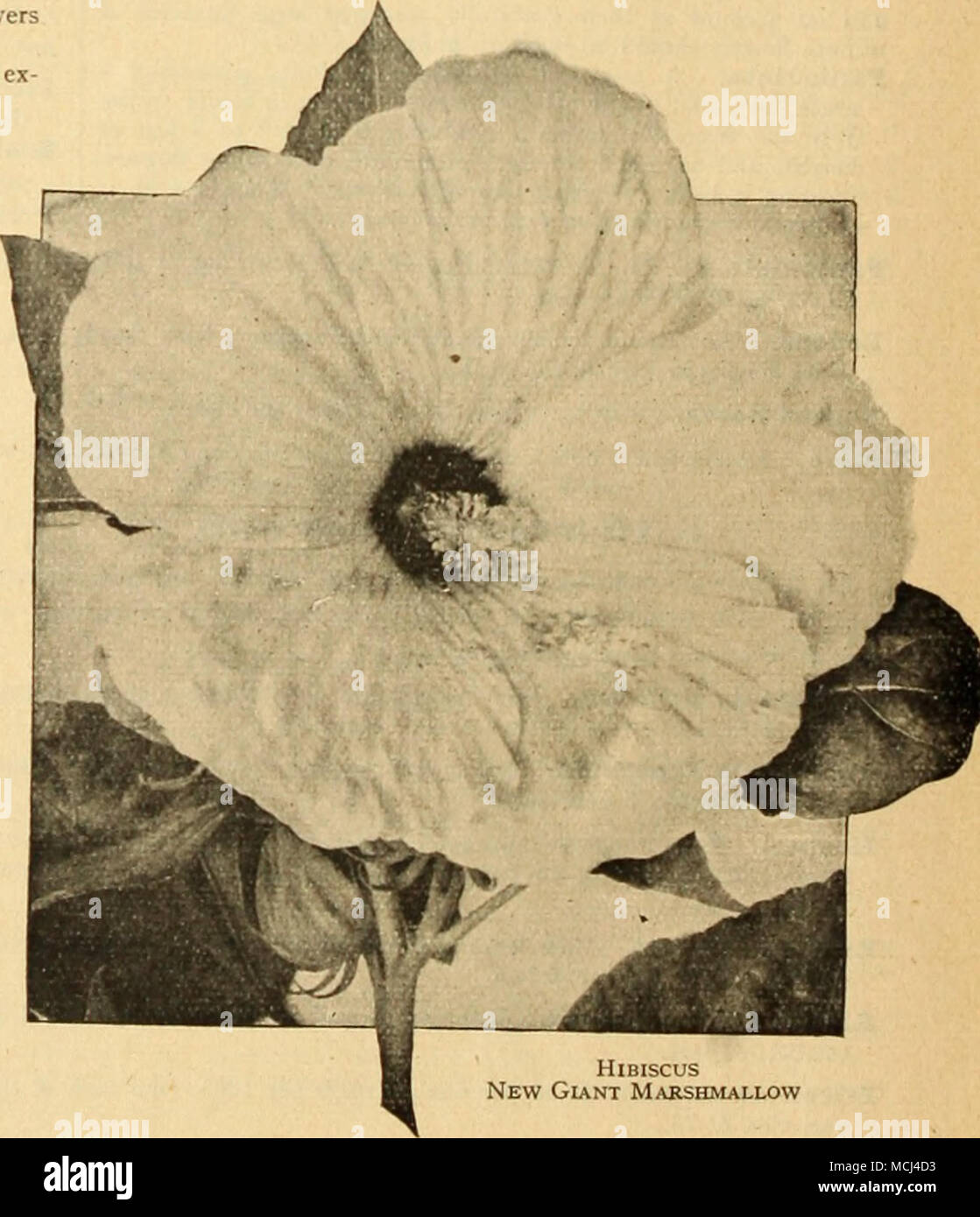 . Hibiscus New Gunt Marshmallow NOTE Bulbs, Roots or Plants will be ...