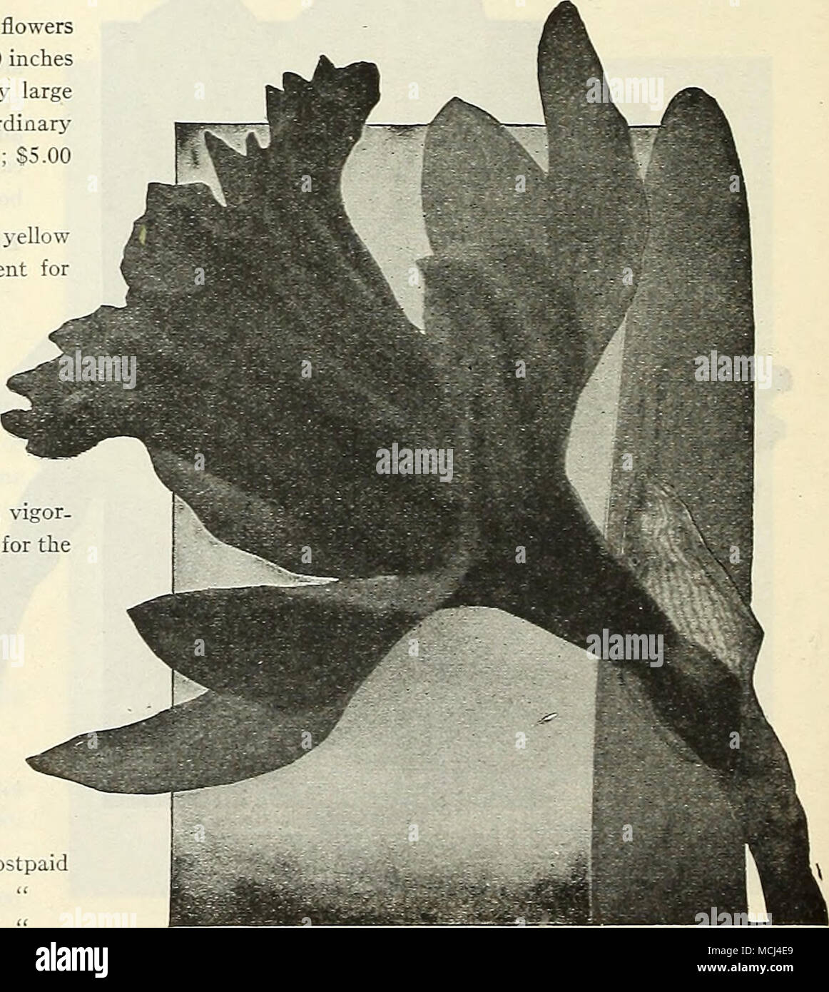 . Giant Trumpet Narcissus Golden Spur Stock Photo - Alamy