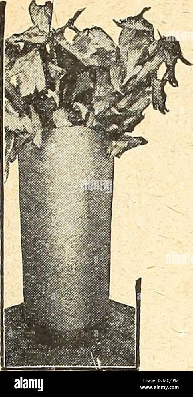 . Celery Ble.-^cher Wire Fruit Picker Stock Photo - Alamy