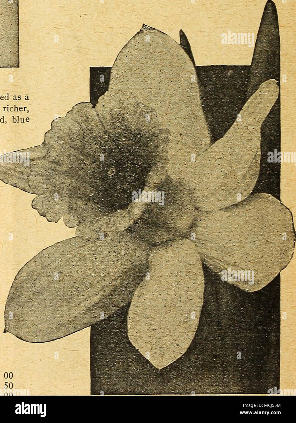 . Giant Trumpet Narcissus Mme. de Graaff NOTE—^All Bulbs, Roots and ...
