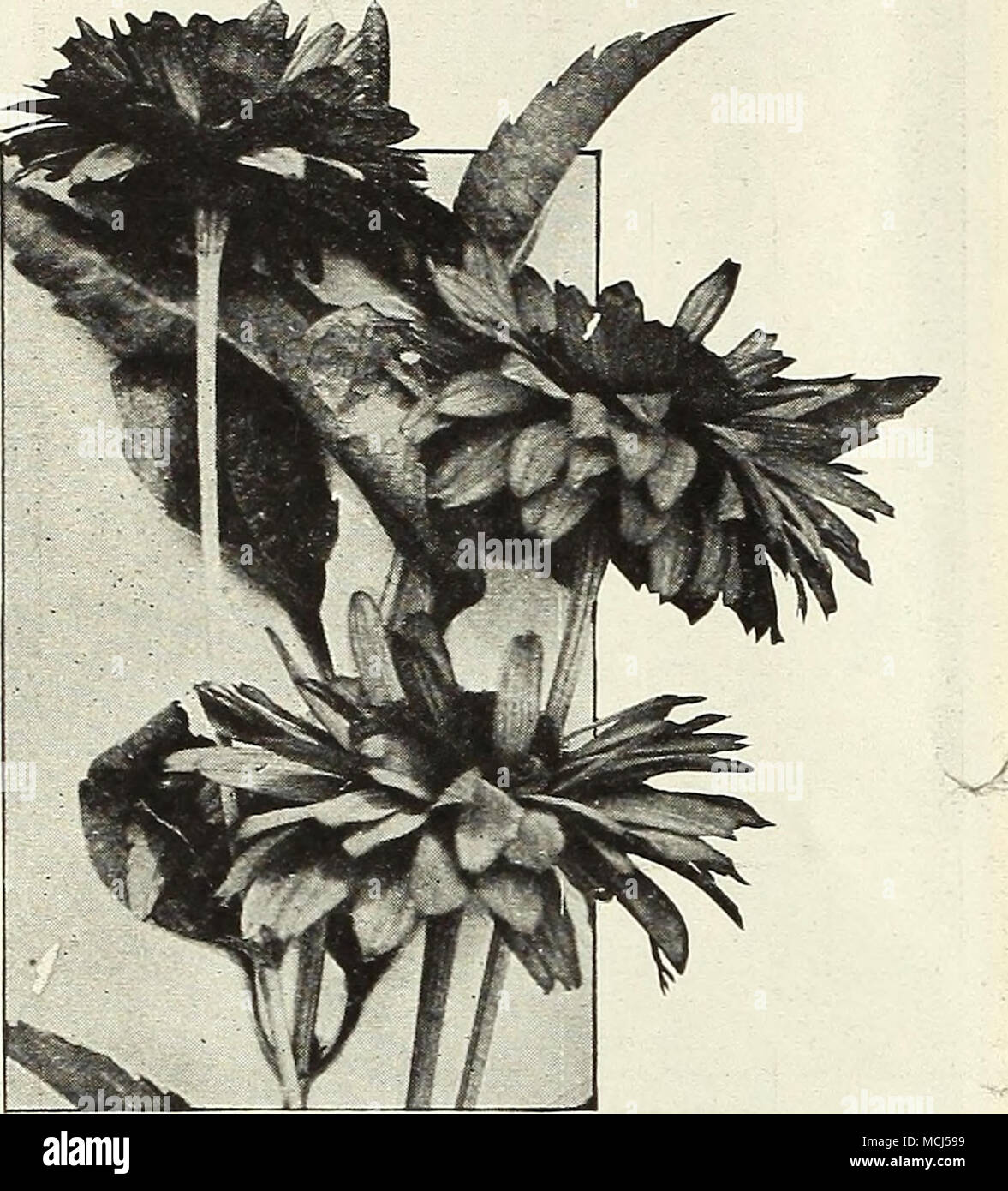 . Hbliopsis Scabba Zinni^ploka Per Pkt. Helianthemum {Rock, or Sun Rose ...