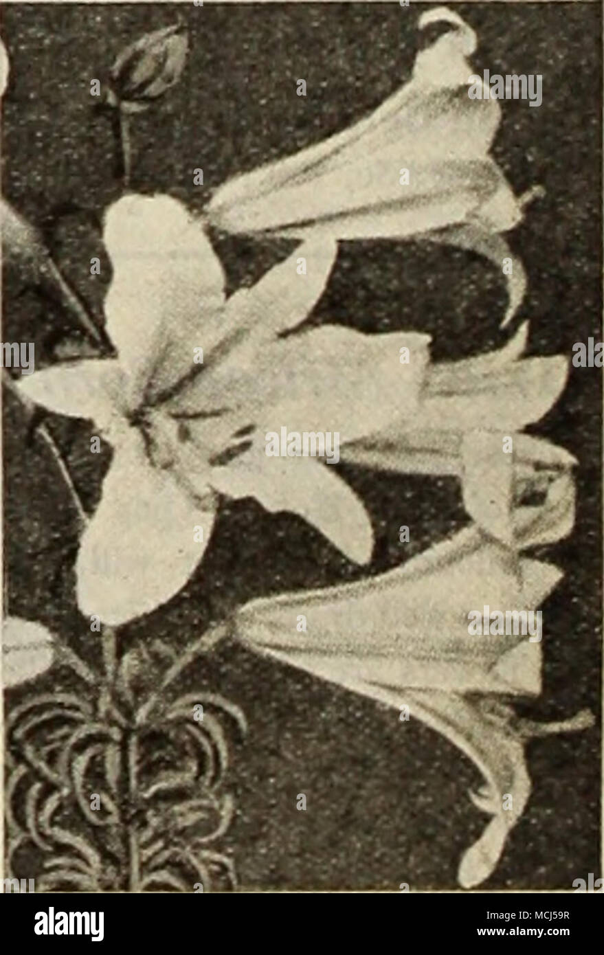 . Lilium regale—Regal Lily 23 Please note the different Delivery Dates ...