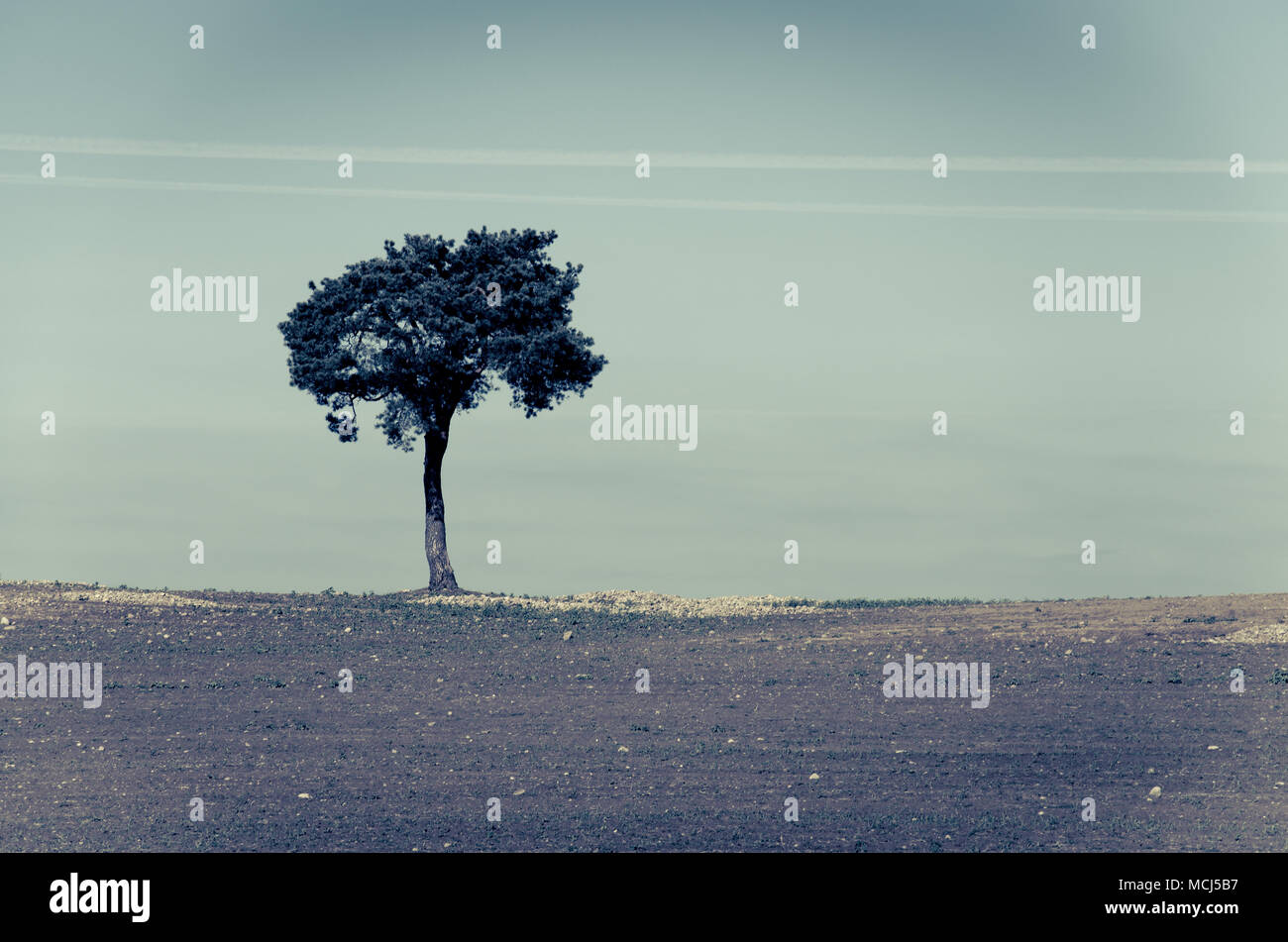 Pine tree field hi-res stock photography and images - Alamy
