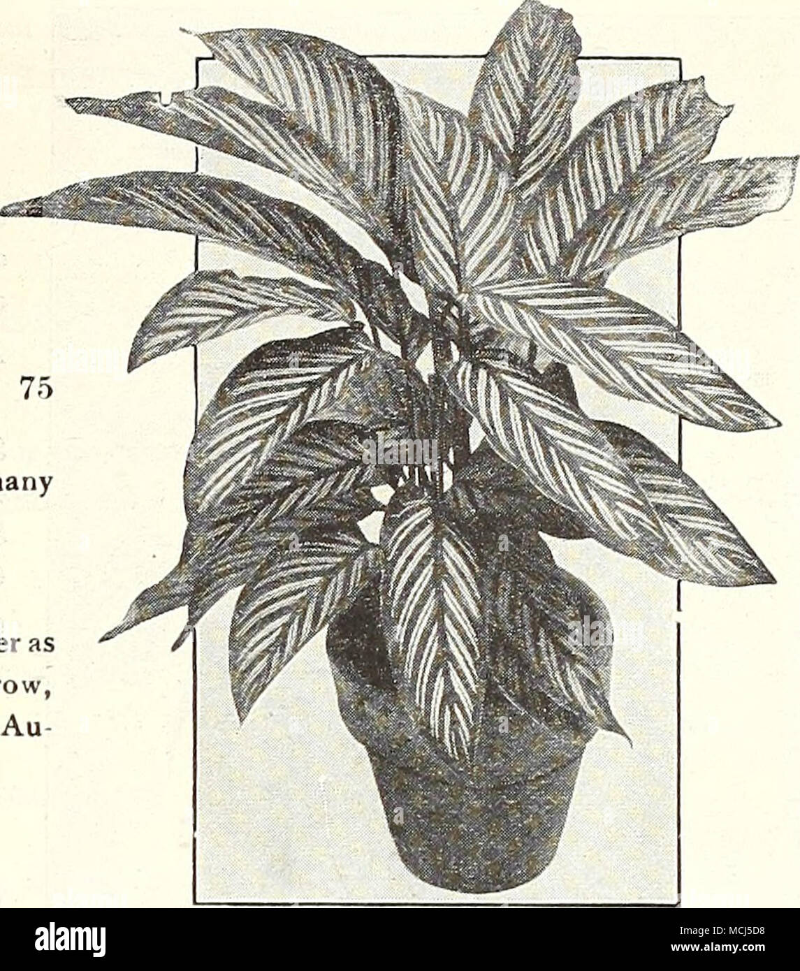 Plumbago zeylanica hi-res stock photography and images - Alamy