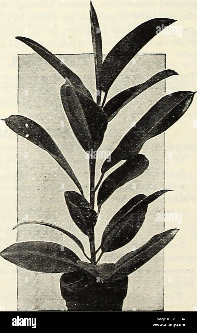 . Ficus Elastica (Rubber Plant NOTE.—All Bulbs, Roots and Plants are ...