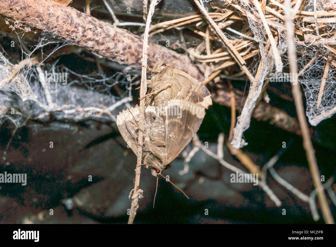 Common moths hi-res stock photography and images - Alamy