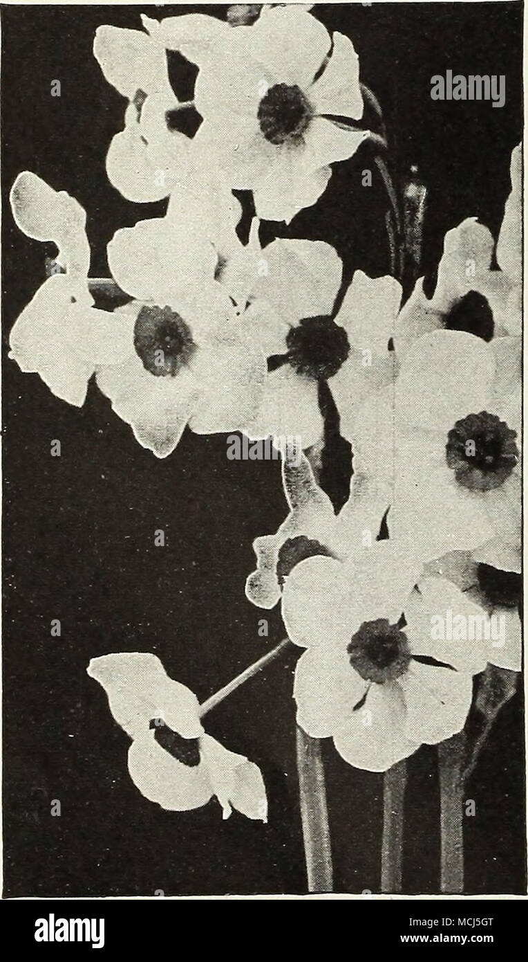 . Collections of Giant Trumpet Narcissus The eleven Giant Trumpet sorts ...