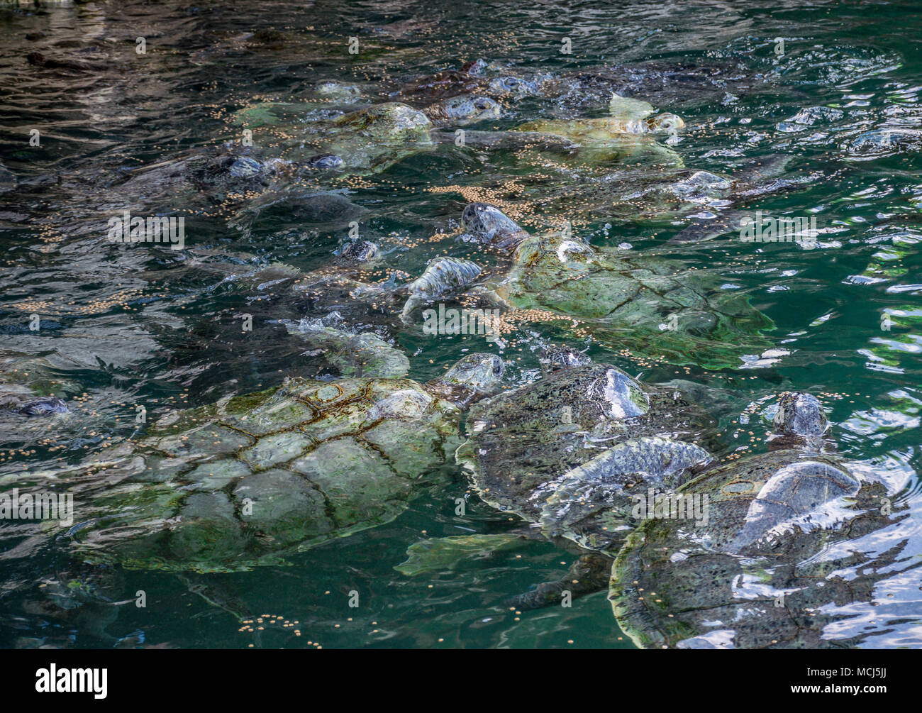 Tropical Sea Turtles Feeding Stock Photo - Alamy