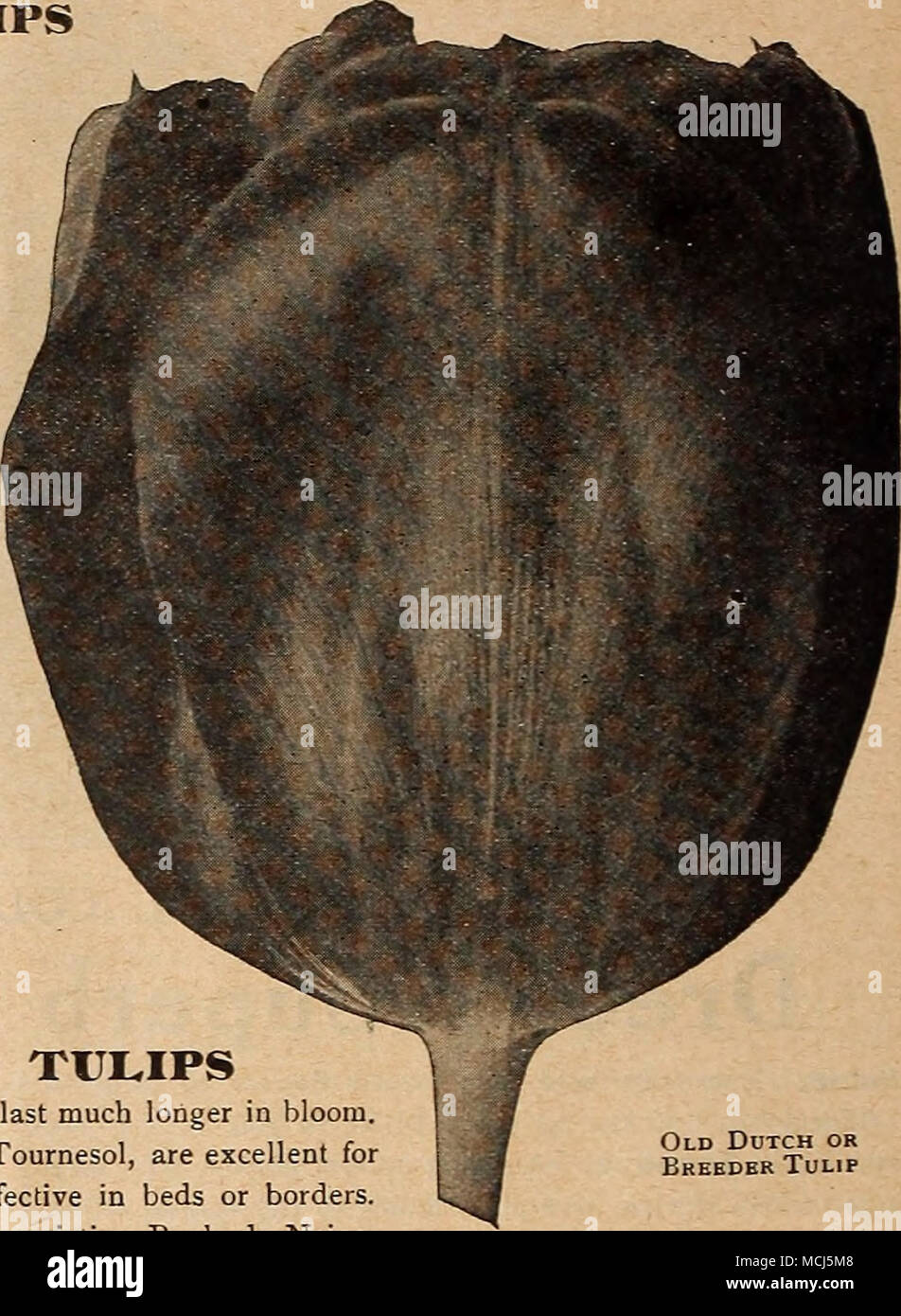 . Old Dutch or Breeder Tulip Stock Photo - Alamy