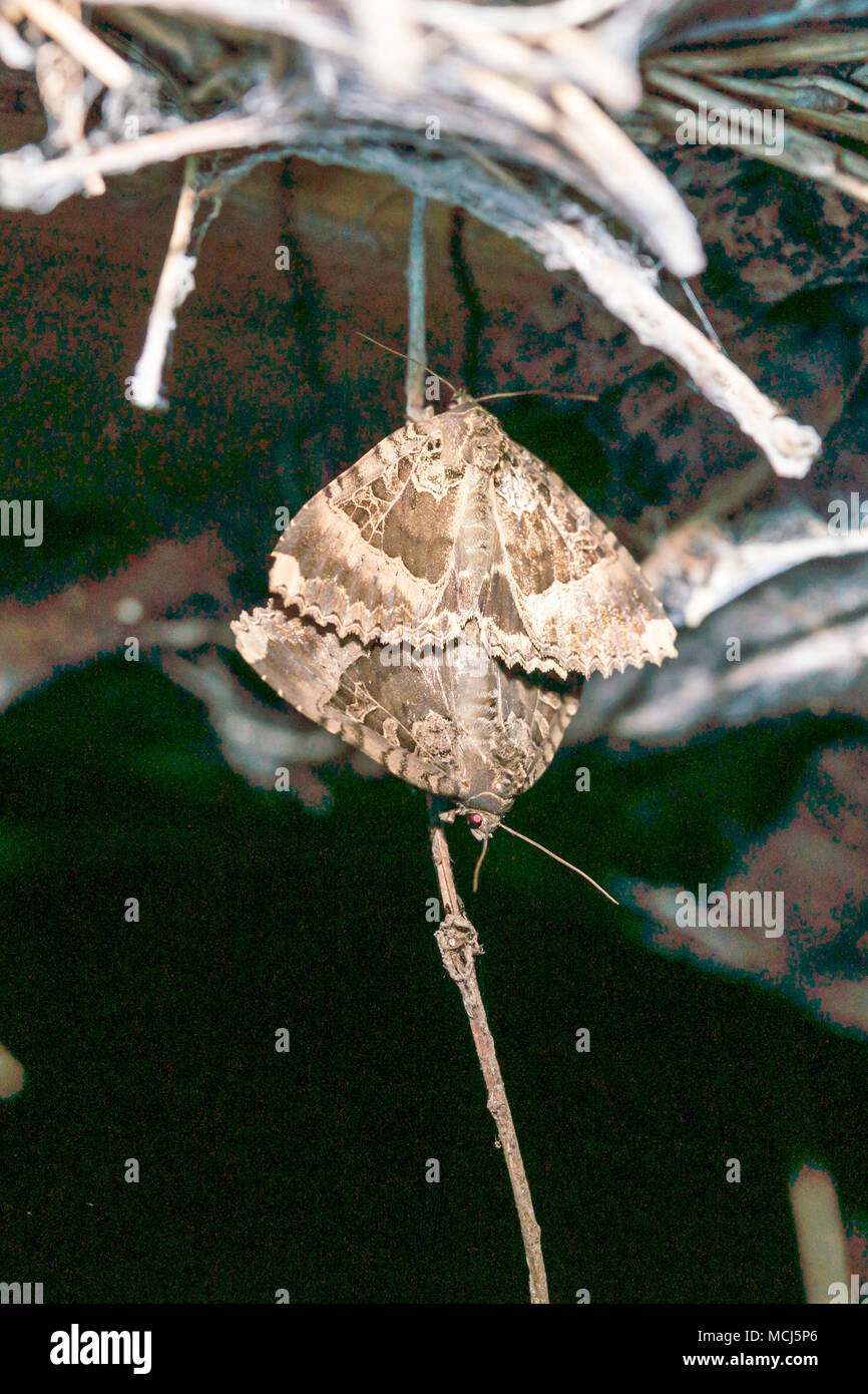 The common heath moth Stock Photo - Alamy