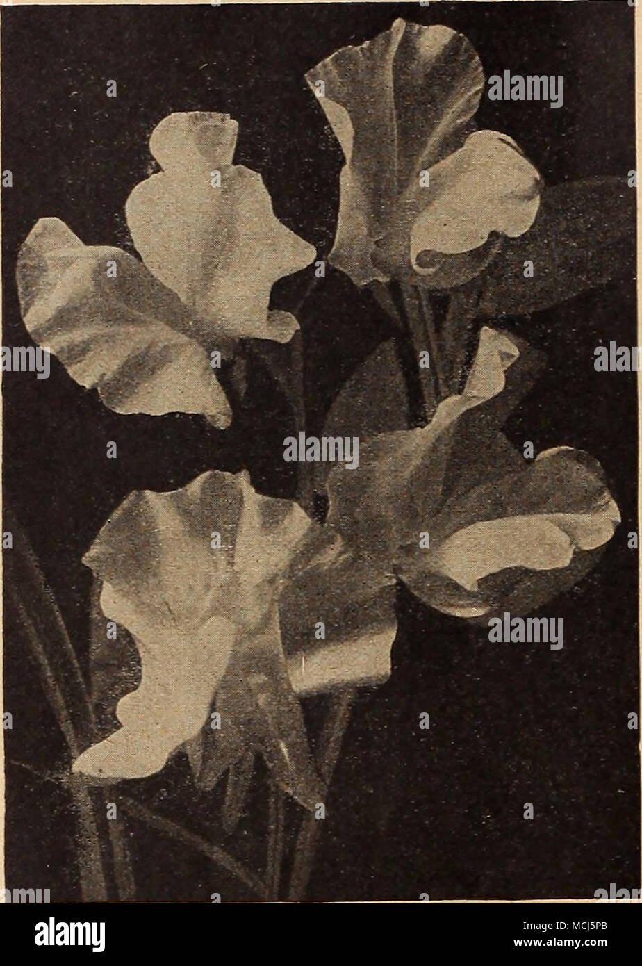 Atifolia hi-res stock photography and images - Alamy