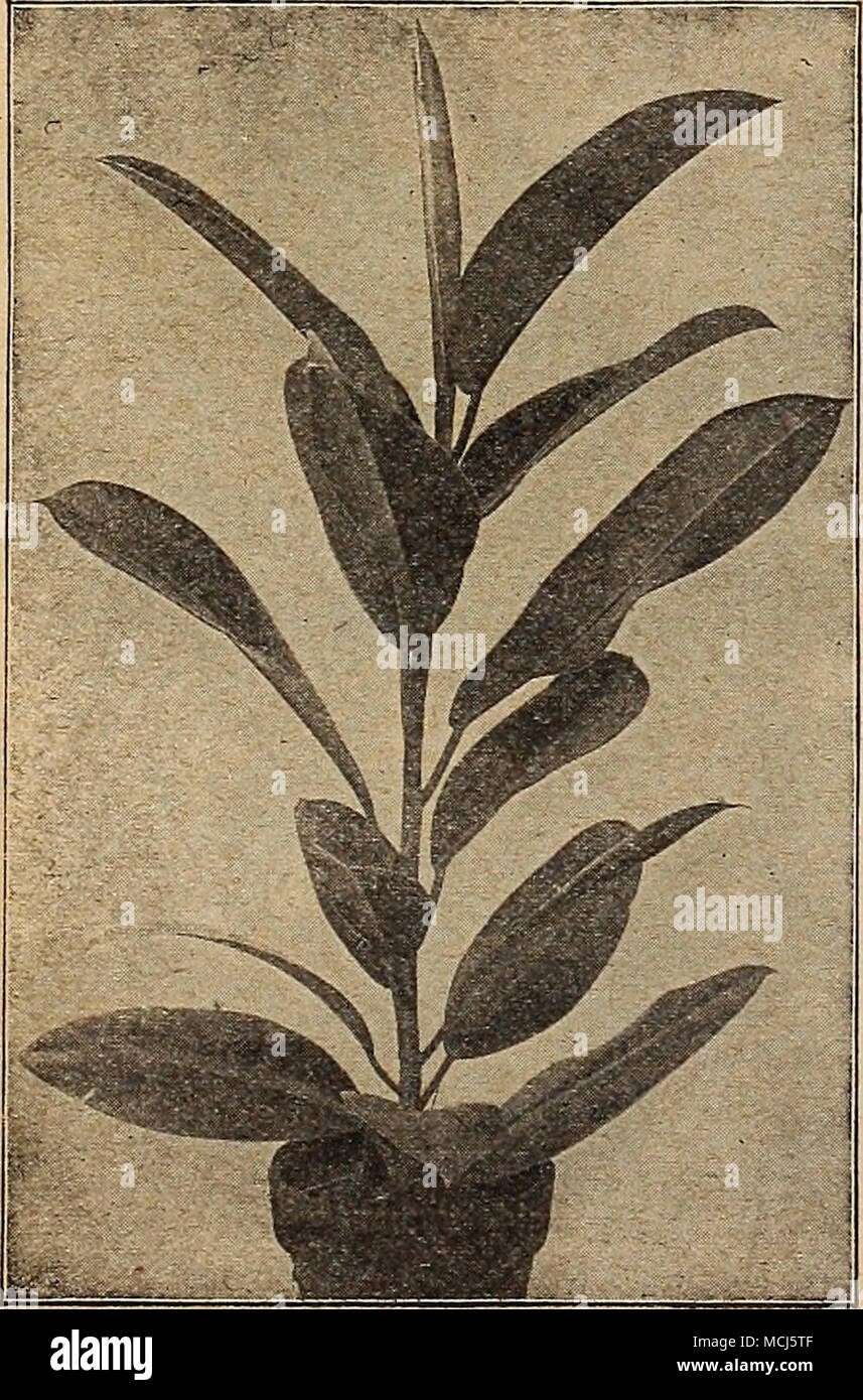 Eurya latifolia variegata hi-res stock photography and images - Alamy