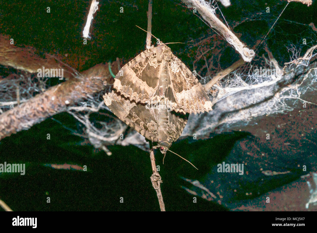 Common Moths High Resolution Stock Photography and Images - Alamy