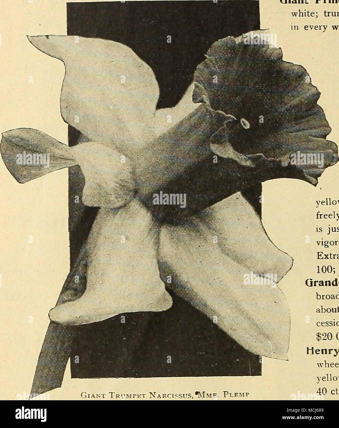 . GIANT TRUMPET NARCISSUS-c^»w (iiant Princeps. One of the most popular ...