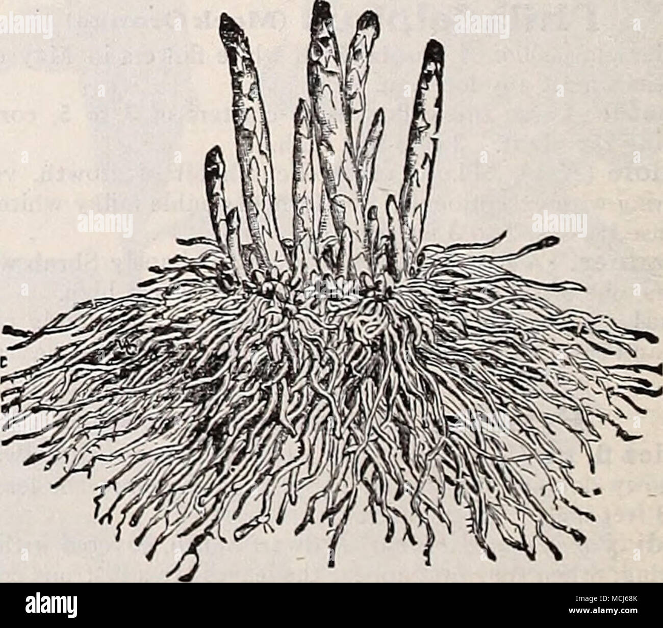 . Asp.^RAGus Root NOTE—^Vegetable Plants and Roots will be sent by ...