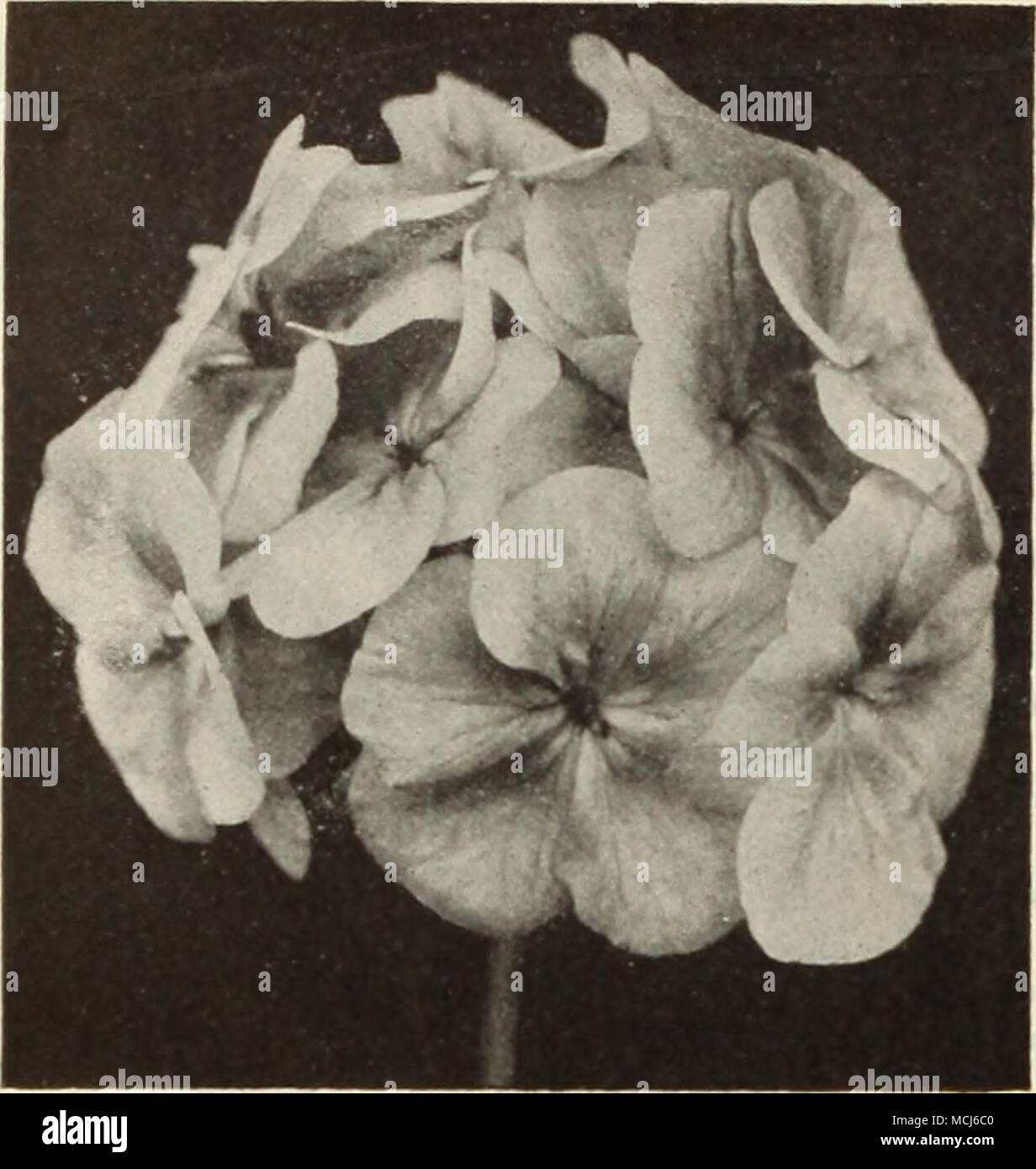 Leea amabilis hi-res stock photography and images - Alamy