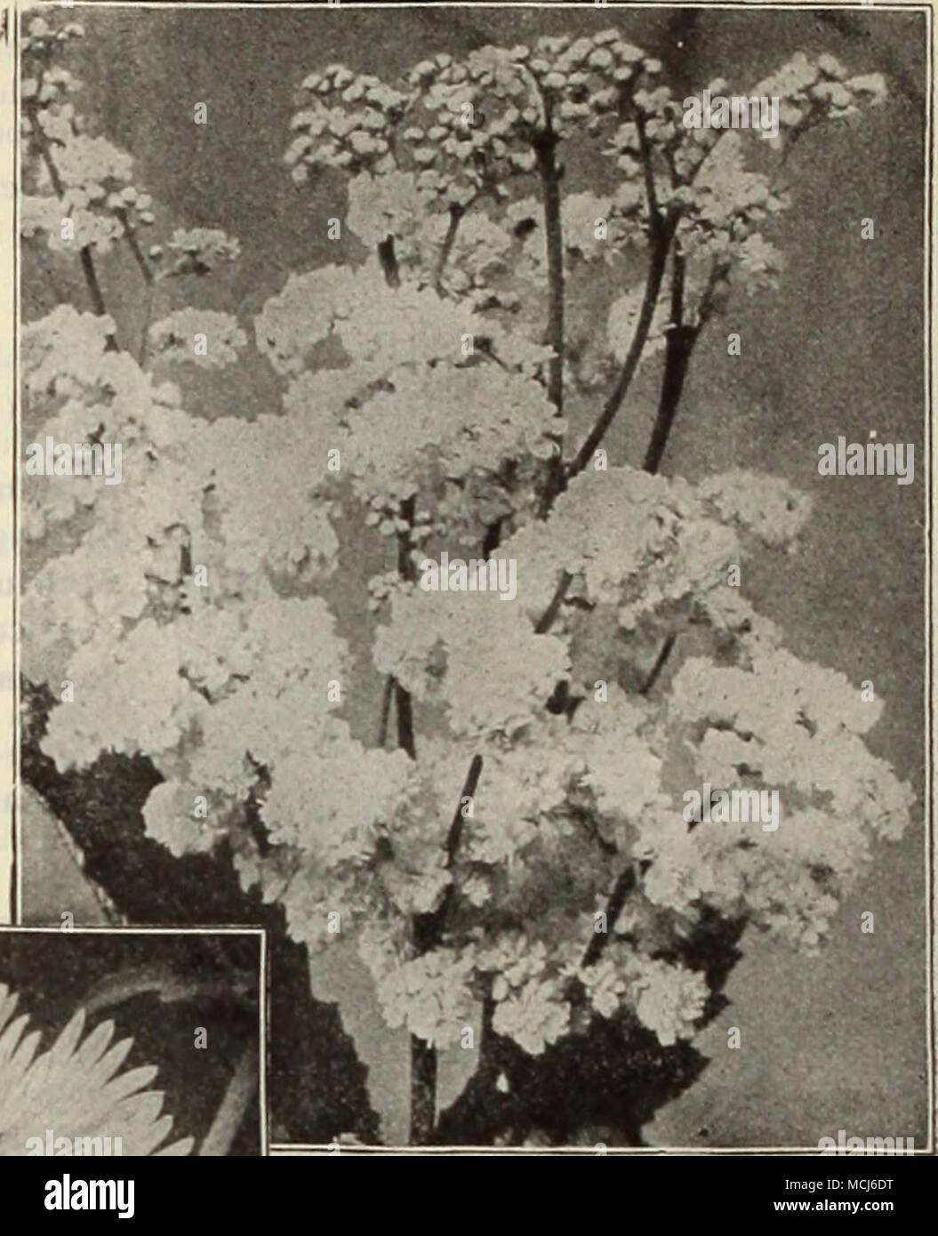 Mabia hi-res stock photography and images - Alamy