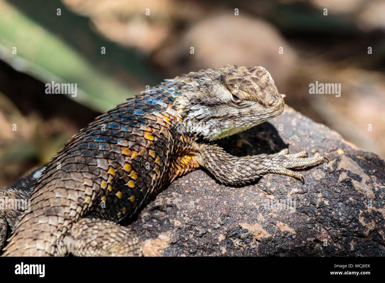 Sonoran desert lizard hi-res stock photography and images - Alamy