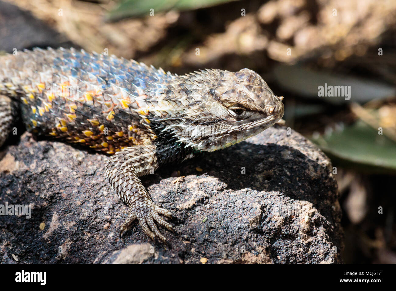 Desert Spiny Lizard sunning on a dark colored rock, with brightly ...
