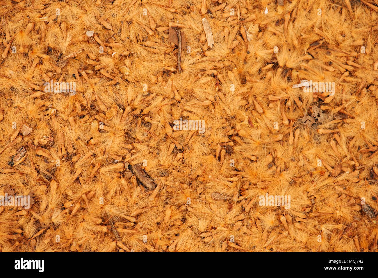 Drift seeds hi-res stock photography and images - Alamy