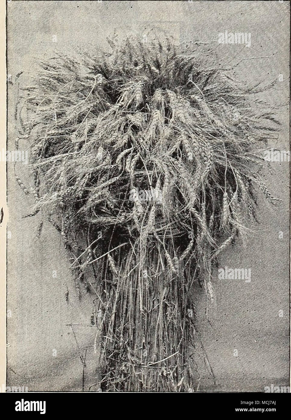 . iMPRdVED DiETZ LoNGBEKRY WhEAT. OATS. Grey Winter Oats. This variety ...