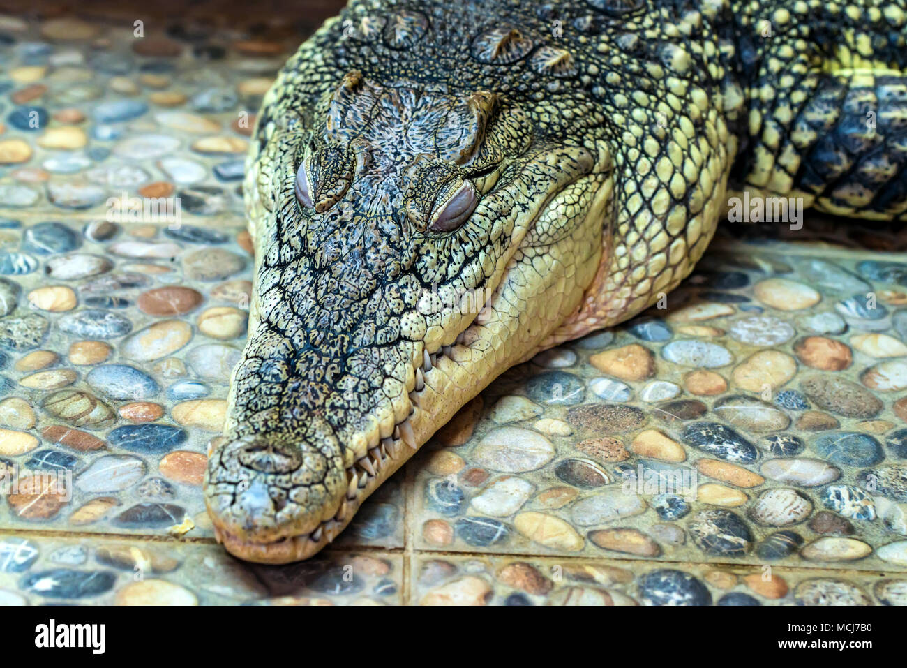 Sleeping Crocodile High Resolution Stock Photography and Images - Alamy