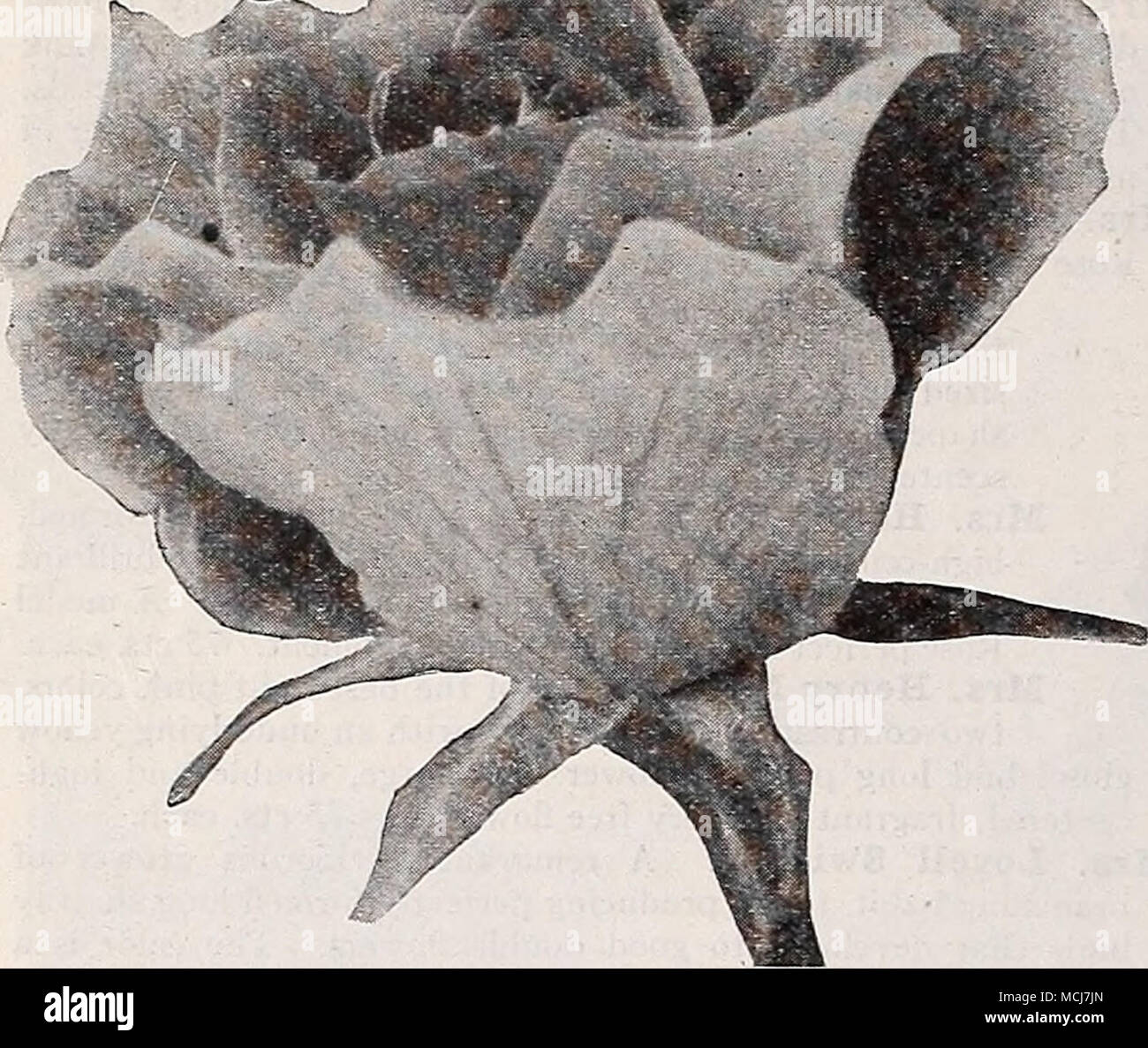 Coppery pink flowers hi-res stock photography and images - Alamy