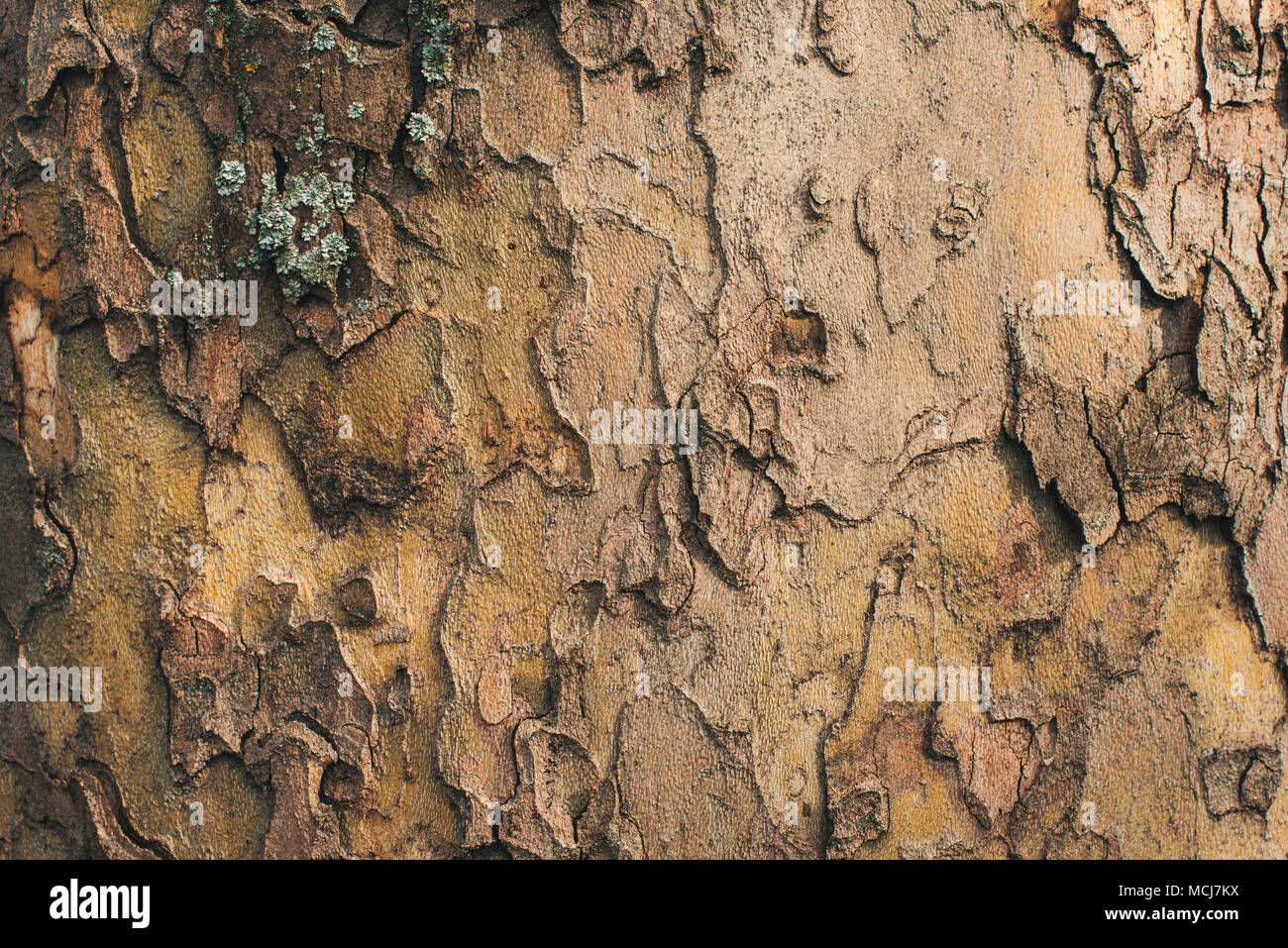 Maple tree bark crust, natural texture close up Stock Photo - Alamy