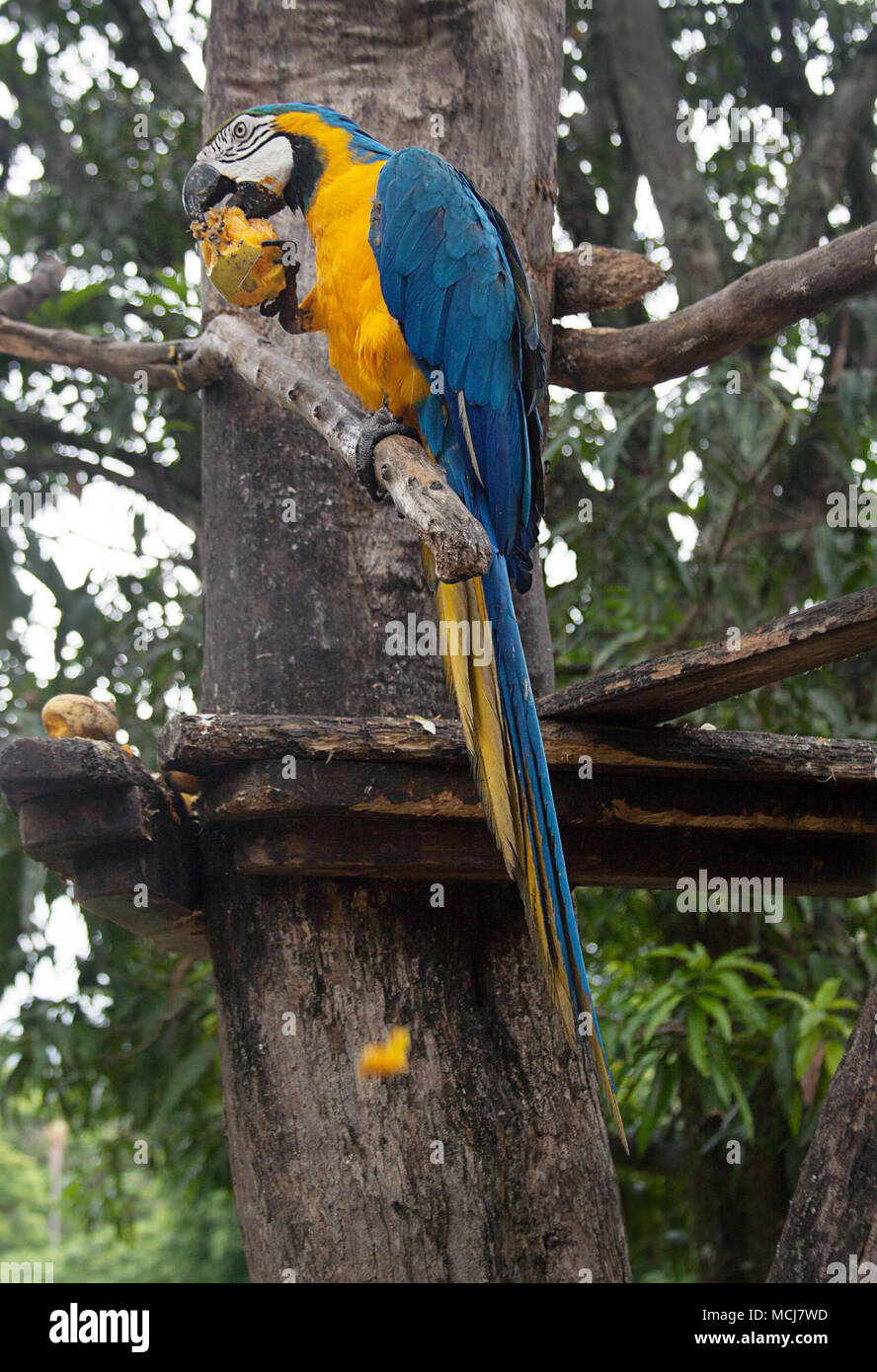 The blue-and-yellow macaw (Ara ararauna) also known as the blue-and ...