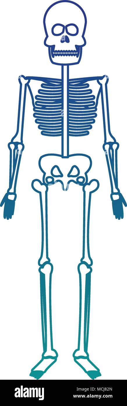 human skeleton model blue lines Stock Vector Image & Art - Alamy