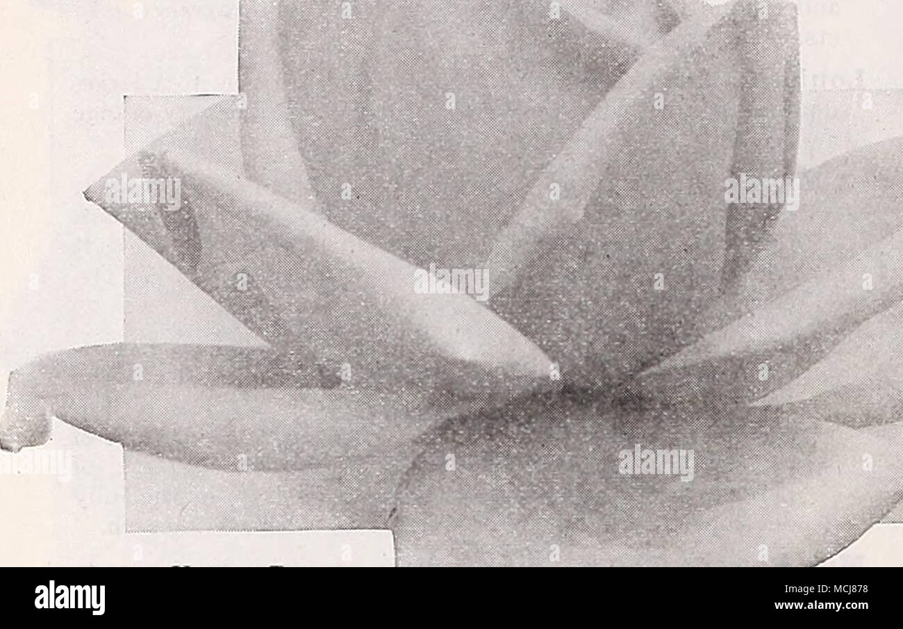 . Hybrid-Tea Rose, Miss Rowena Thom Stock Photo - Alamy