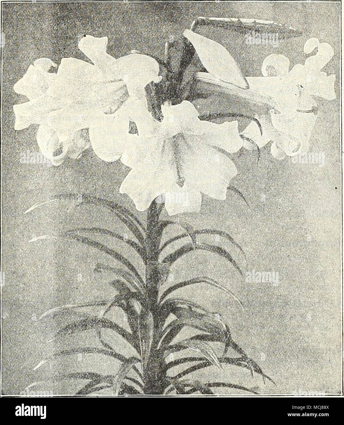 Bermuda easter lily hi-res stock photography and images - Alamy