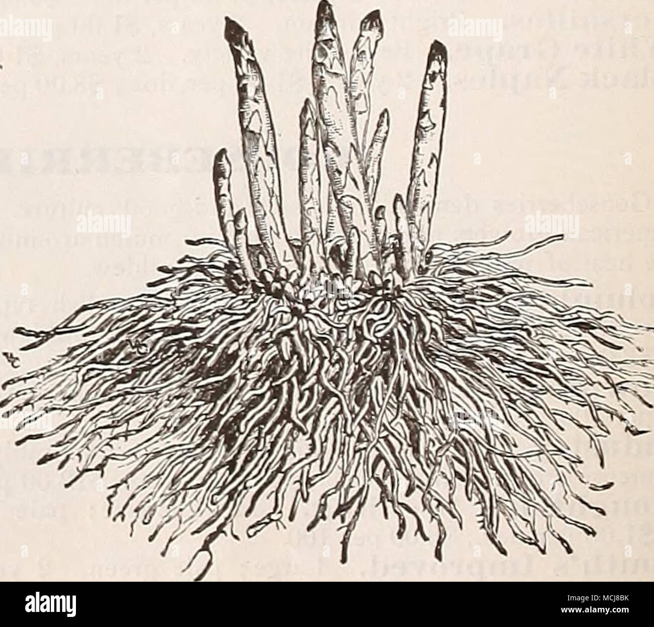 Asparagus Root System