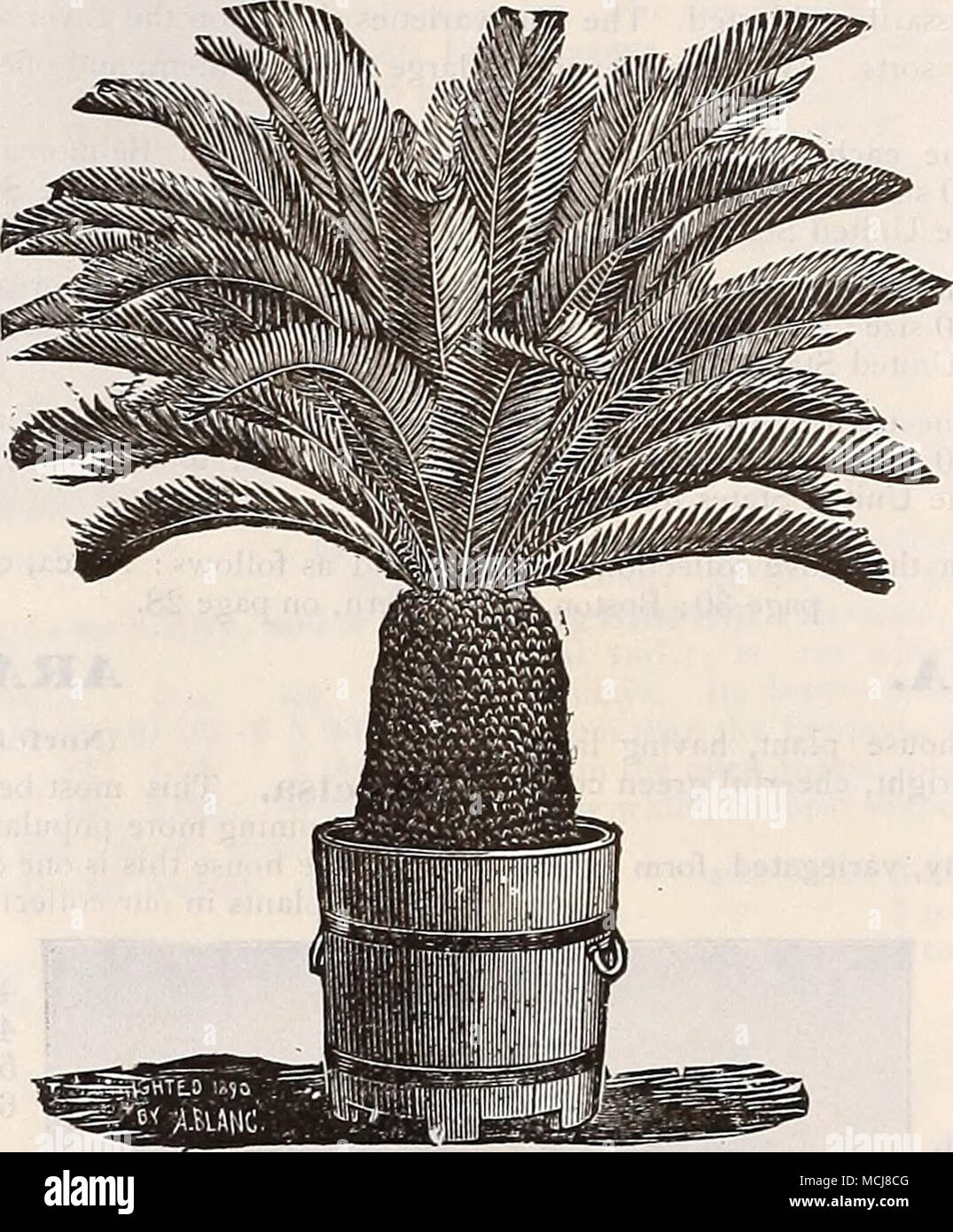 Egyptian papyrus plant pot hi-res stock photography and images - Alamy