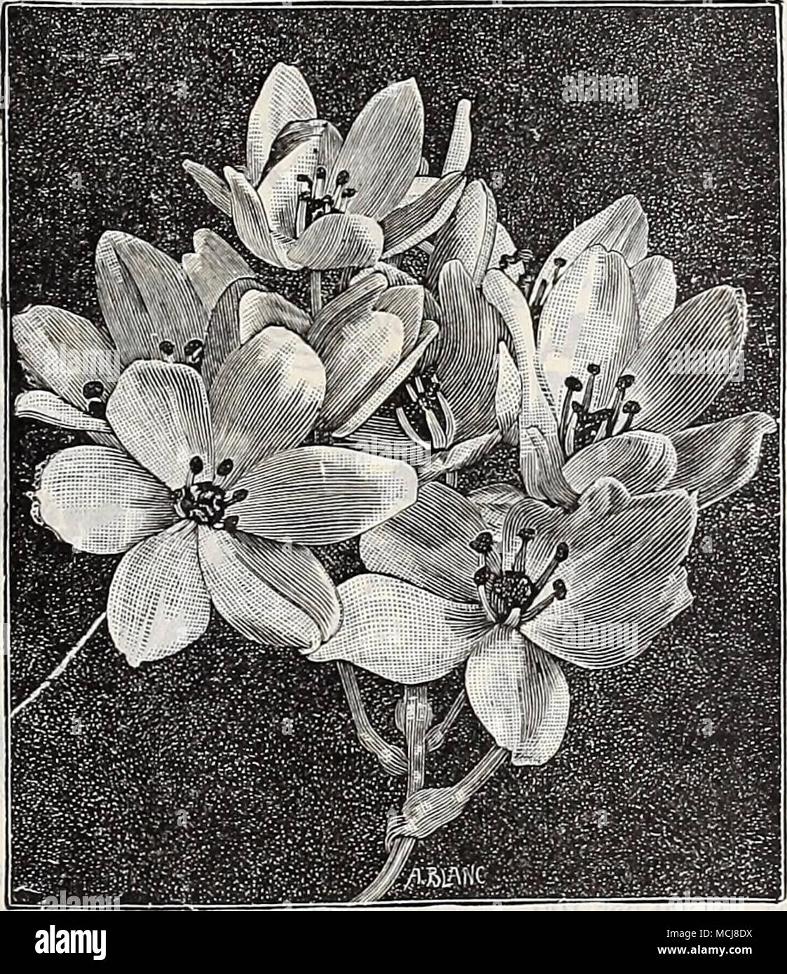 . Uknithoualum Arabicum. NEW JAPANESE TREE P^EONIES. These are regarded ...