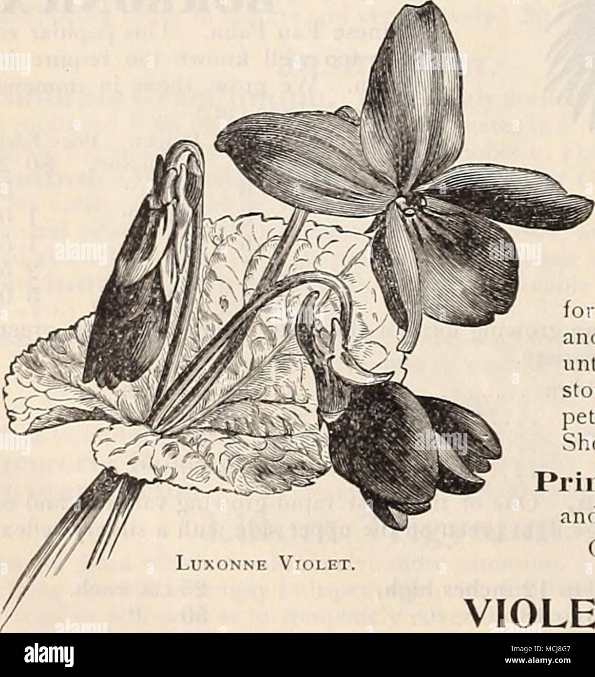 . VIOLETS. General Collection. Violets should have a slight protection ...