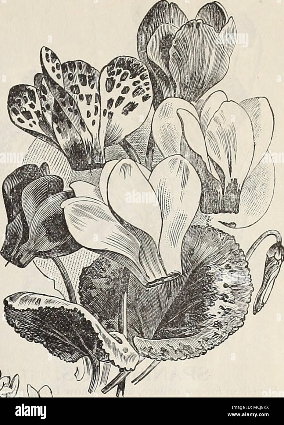 . Freesia Refracta Alba Stock Photo - Alamy