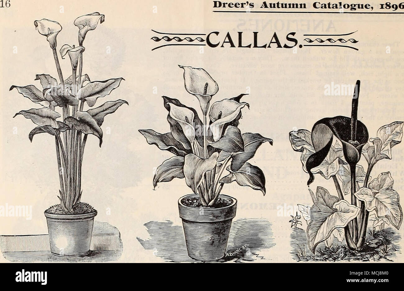 . White Calla. Little Gem Calla. Black Calla. White Calla {Richardia ...