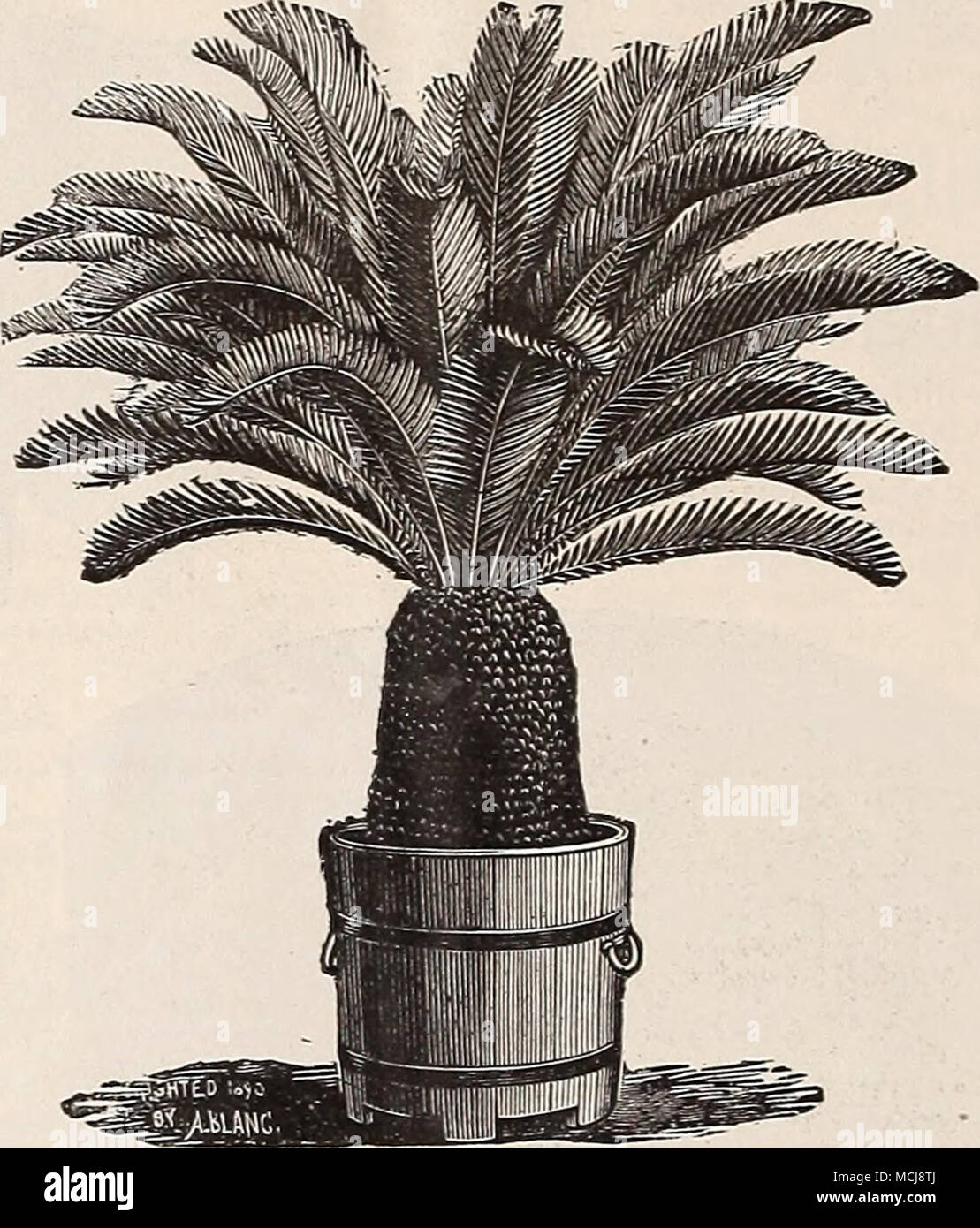 . Cycas Revoluta Stock Photo - Alamy