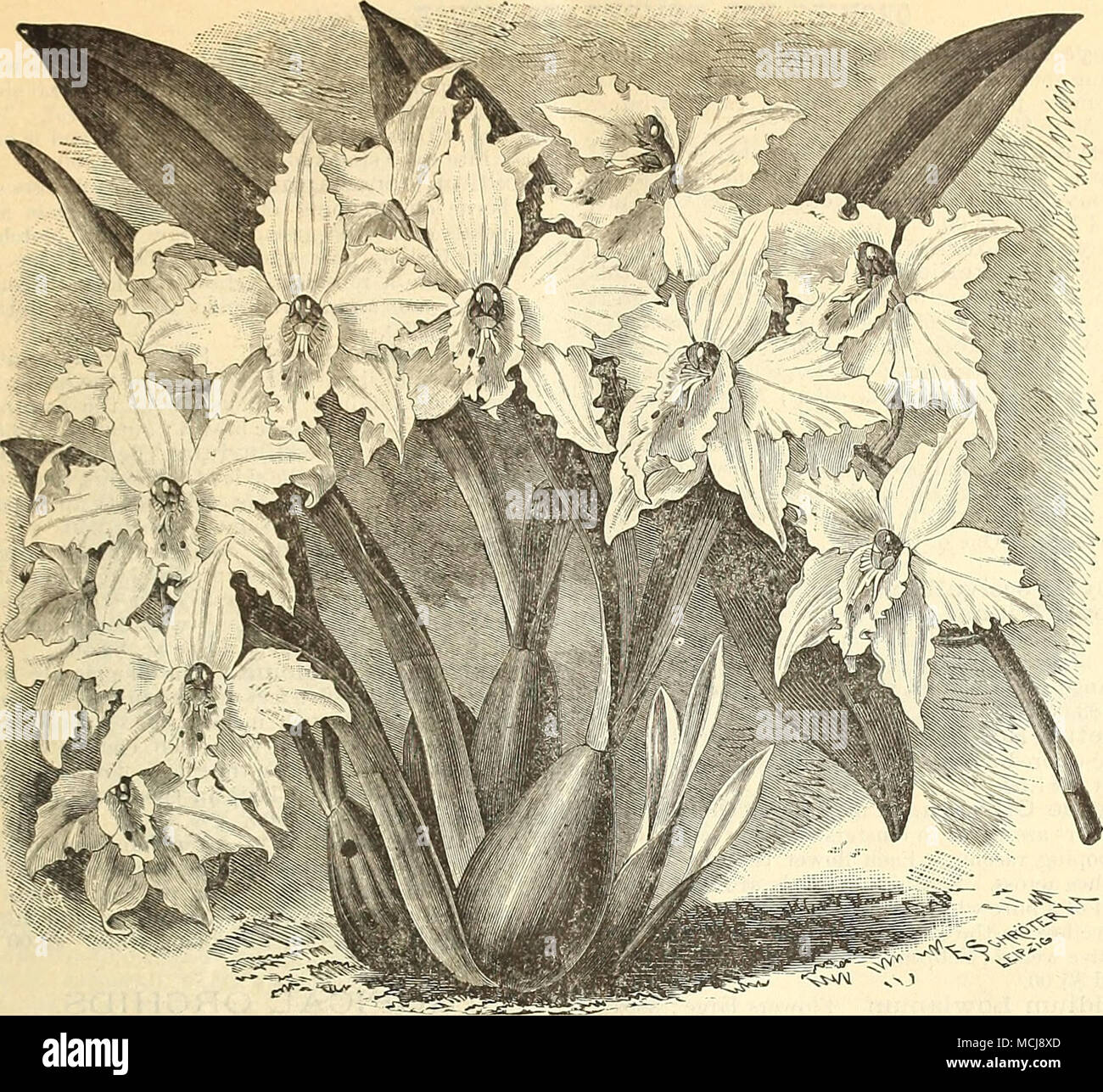 . Odontoglossum Alexander. Orchids for Cool Greenhouse.—Continued ...