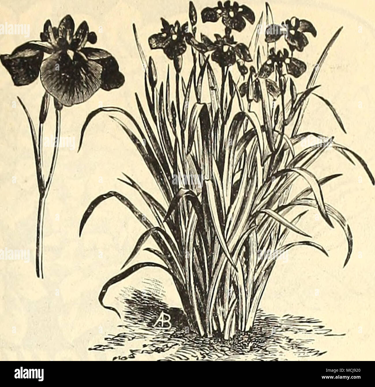 Persian iris hi-res stock photography and images - Alamy