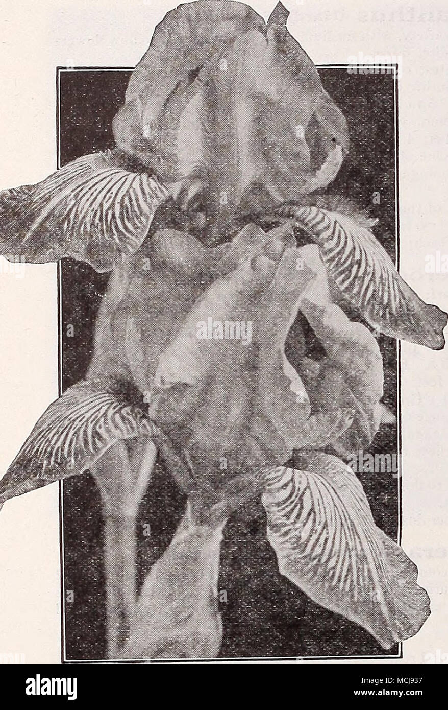 . Iris Germanica IRIS GERMANICA Choice Garden Varieties Archeveque ...